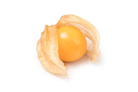 케이프 구 즈 베리 흰색 배경에 고립 Physalis 과일 0명에 대한 스톡 사진 및 기타 이미지 Istock