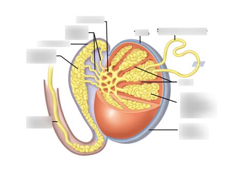 Testis Diagram Quizlet