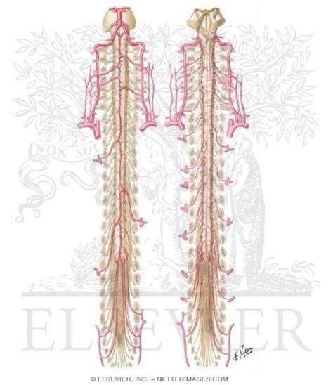Arteries Of Spinal Cord Schema