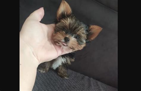 Yorki oddam za darmo w dobre ręce scam czy okazja Oddam yorka z
