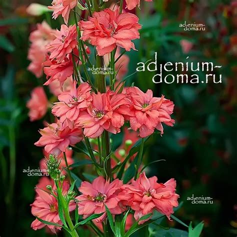 Delphinium Red Caroline Дельфиниум Живокость купить 5 семян C доставкой почтой 🌸 Адениум дома