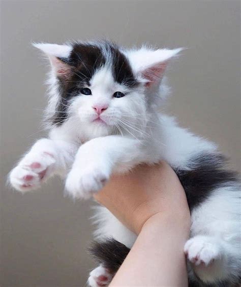Capturing 15 Heart Melting Photos Of A Maine Coon Kittenthi Kittykittene
