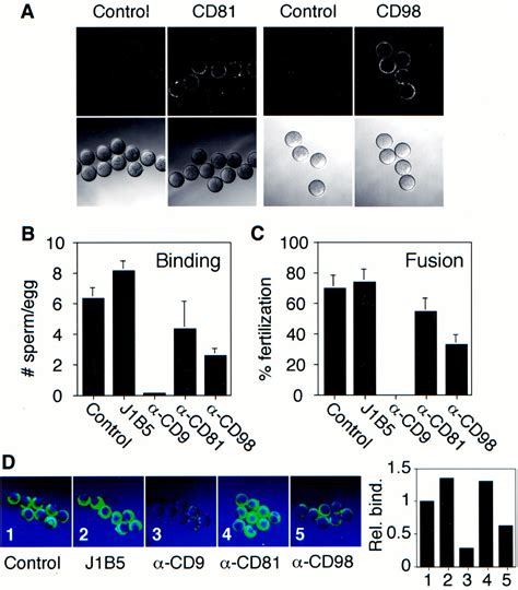 Sequence Specific Interaction Between The Disintegrin Domain Of Mouse