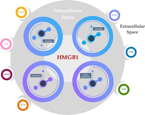 Role Of Hmgb1 In Cancer Development Download Scientific Diagram