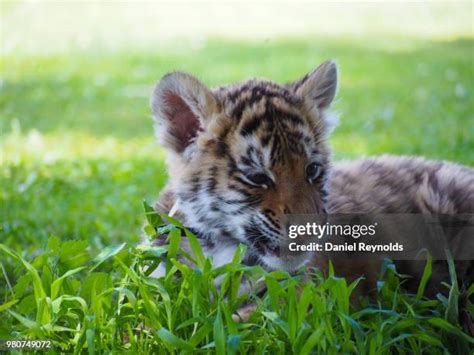 Nadia Sweet Photos And Premium High Res Pictures Getty Images