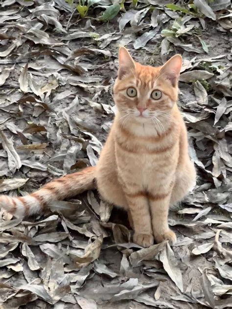 睡在春天里的性感小野猫 写真摄影 资源爱好者