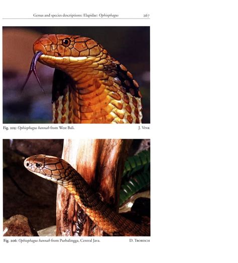 The Snakes Of Java Bali And Surrounding Islands Free Shipping In USA