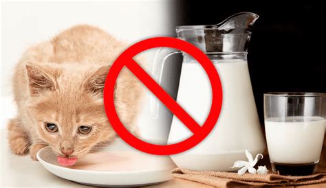 Por qué no debes darle leche a tu gato Conoce aquí lo que dicen los