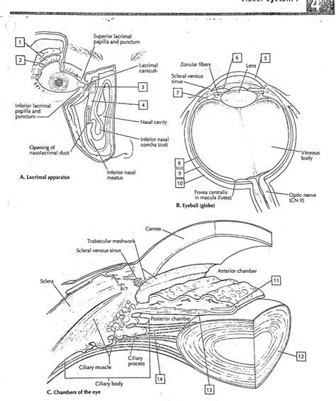 Visual Systems I Diagram Quizlet