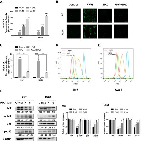 Polyphyllin Vi Induces Apoptosis And Autophagy Via Reactive Oxygen Spe