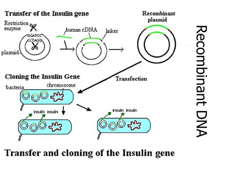 Ppt Part I Sequence Analysis Dna Bioinformatics Software Powerpoint Presentation Id