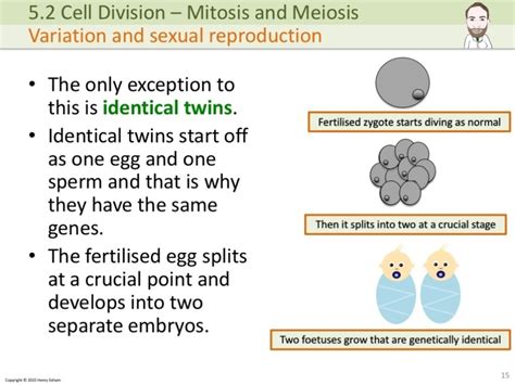 Igcse Mitosis And Meiosis