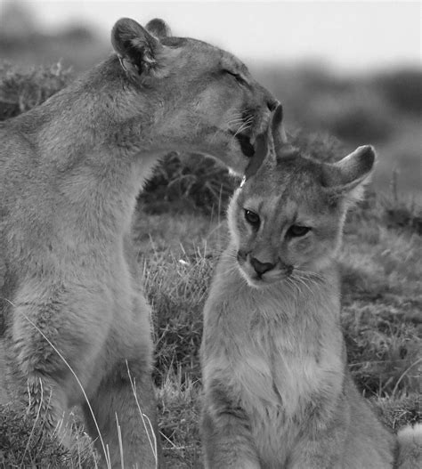 Understanding the ‘cowardly’ cougar | Port Townsend Leader