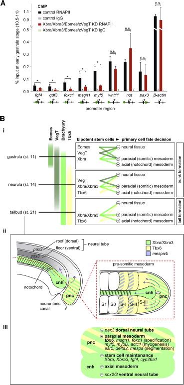 T Box Tf Dependent Recruitment Of Rnapii And Model For The Way In Which