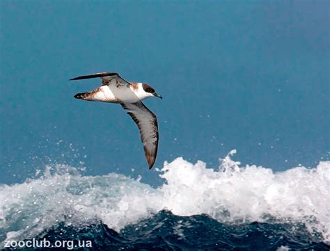 Буревестник птица фото в полете