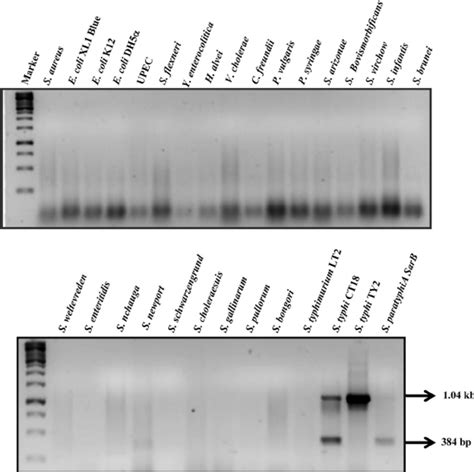 The Pcr Detection Method Is Specific For Salmonella And Differentiates Download Scientific