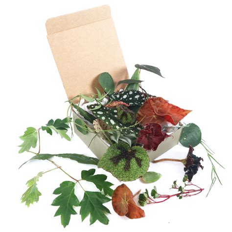 Propagation Box Conservatory Archives
