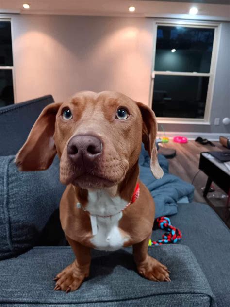 Dachshund Pitbull Mix Welcome Home 🏠 Meet Our Newest Old Friends