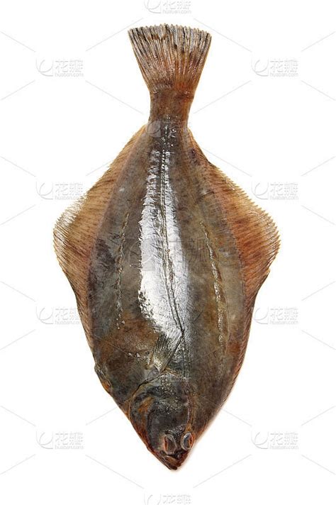 大比目鱼