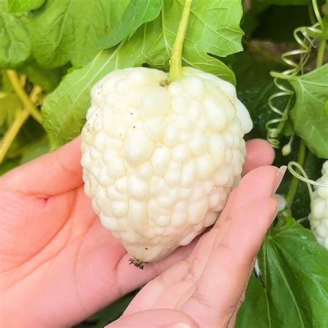 台湾苹果苦瓜种子种籽白色水果生吃不苦四季阳台盆栽农家蔬菜孑 虎窝淘