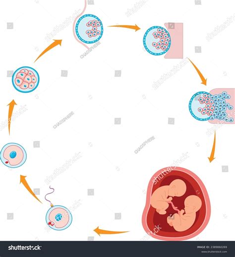 Biology Visual Embryo Visual Cell Fertilized Stock Vector Royalty Free