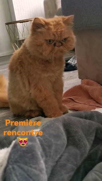 2 Bb Orphelins Première Rencontre Avec Mon Persan 😻 Notre Petite