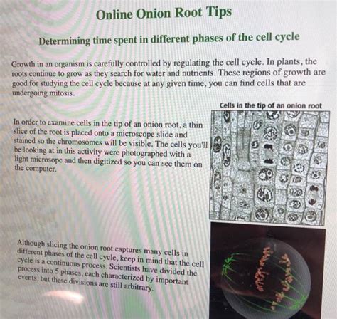 Solved Online Onion Root Tips Determining Time Spent In Chegg Com