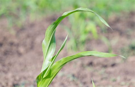 Corn Sprouts On The Field Stock Image Image Of Farming 280155715