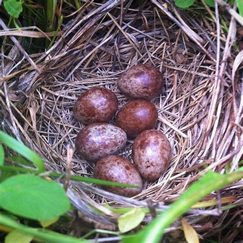 Bobolink Nest And Eggs Bird Eggs Pretty Birds Spring Birds