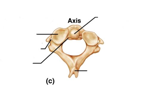 Axis Diagram Quizlet