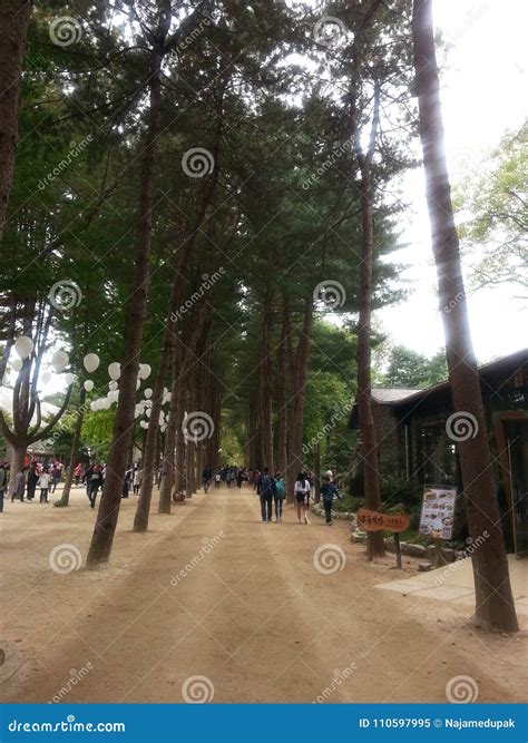 Paved Pedestrian Way Or Walk Way With Trees On Sides For Public Walk