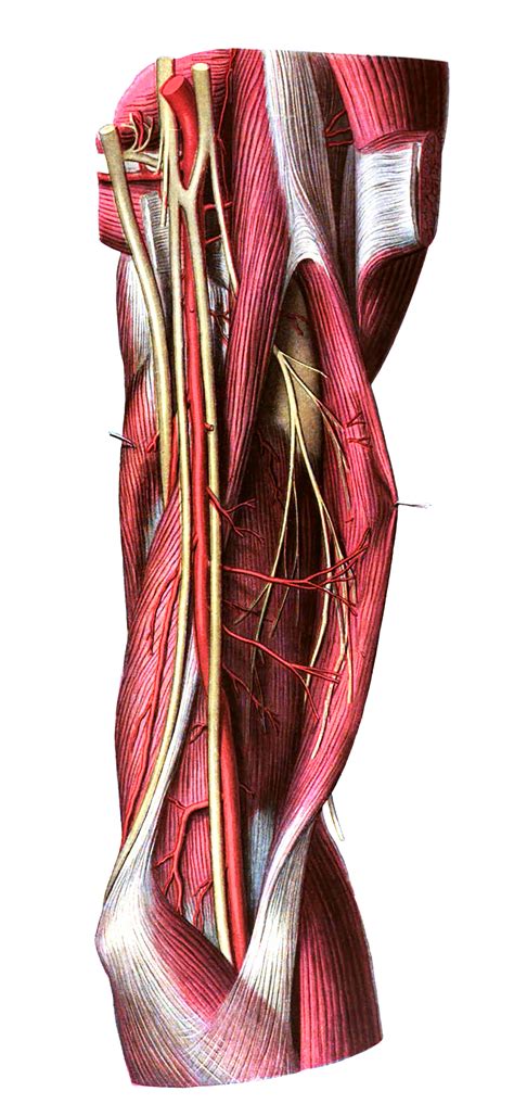 Sobotta 1909 Fig555 Nerves And Arteries Of The Arm Anterior View