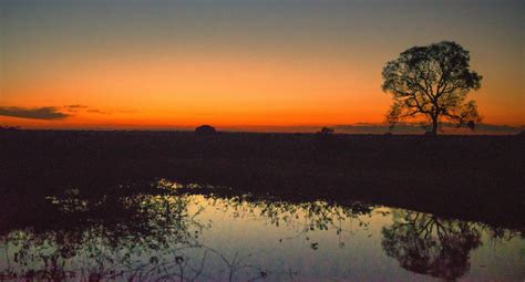 Mundo Conoce Pantanal El Humedal De Sudamérica Más Grande Del Mundo