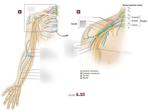 Pns Diagram Quizlet
