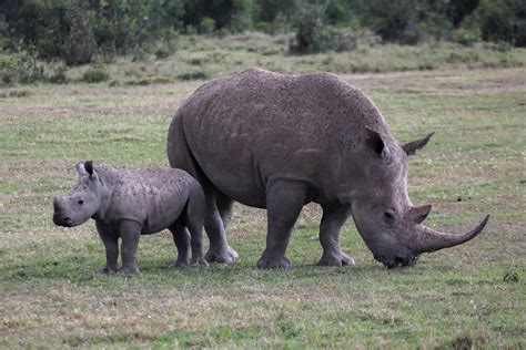 The Rhinos Of Ol Pajeta Conservancy Kenya Joshmandotcom