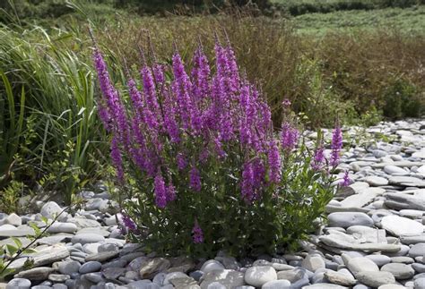 How To Control Emergent Weeds Lake Restoration
