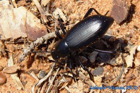 Coleoptera Tenebrionidae Eleodes Desert Stink Beetles 2 Urban