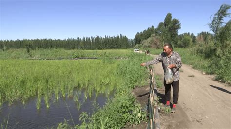 稻蟹共生在博州成功 稻田 茫丁乡 全海