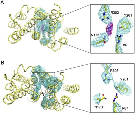 Comparison Of The Electron Density At The Putative Substrate Binding