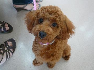 しつけパピー教室 奈良県奈良市のてらい動物病院
