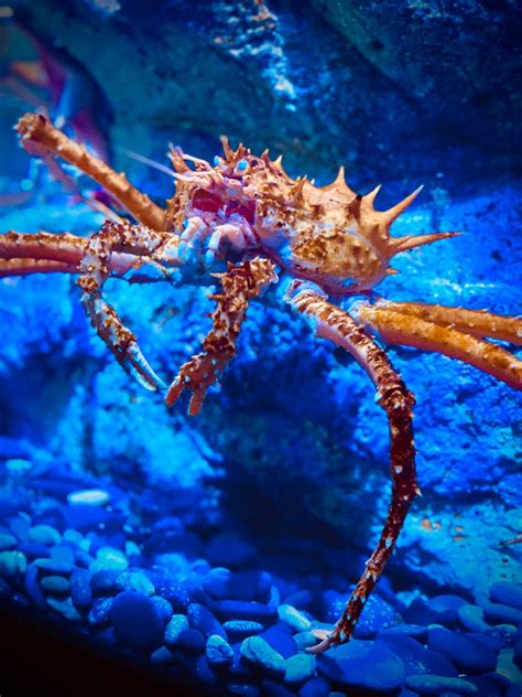 King Crab Artofit