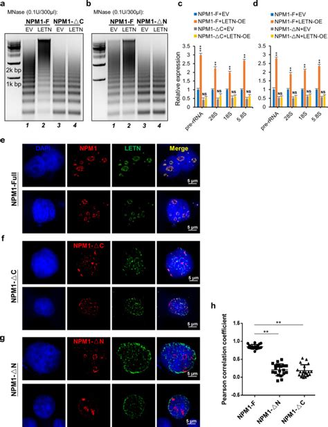 Mutual Dependency Between Lncrna Letn And Protein Npm1 In Controlling