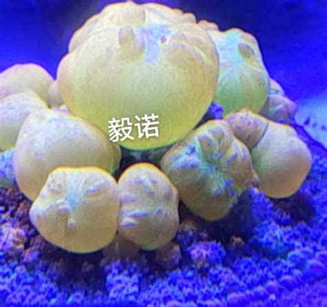 出个og弹跳菇崽 二手交流区 Cmf海友论坛 Powered By Discuz