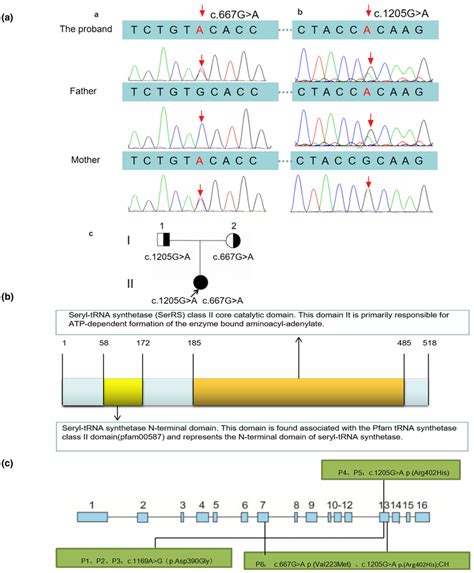 Pathogenic Variants In Sars2 Gene And The Domain Of Seryl‐trna Download Scientific Diagram