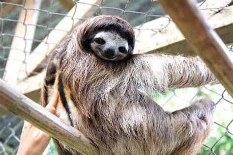 Non Sloths React To Common Sloth Things