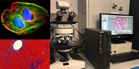 Histopathology Services Ihc If Fishish And Tunel