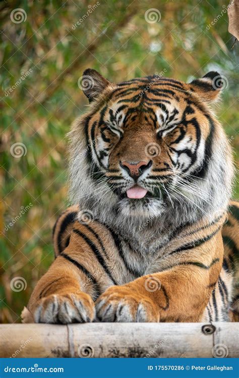 Funniest Tigers