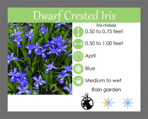 Dwarf Crested Iris Landscape Design Installation Maintenance And Native Plant Nursery