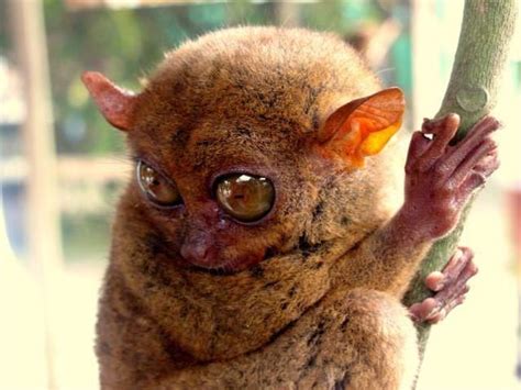 Cute Tarsier Primates From Southeast Asia