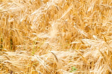 Premium Photo Green Wheat Spikes Field Moved By Wind